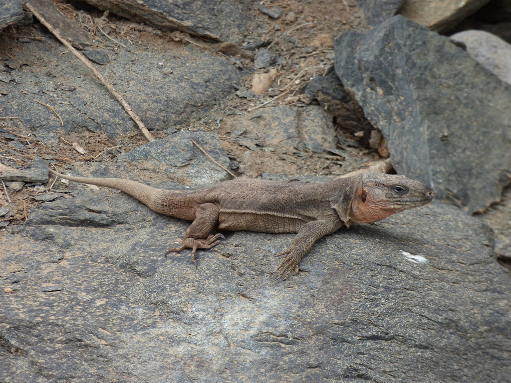 Gran Canaria Giant Lizard from Las Palmas, España on June 27, 2020 at ...