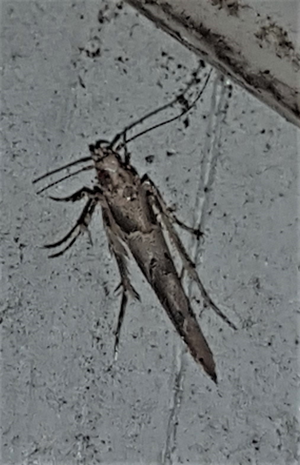 Anatrachyntis rileyi (Walsingham, 1882)