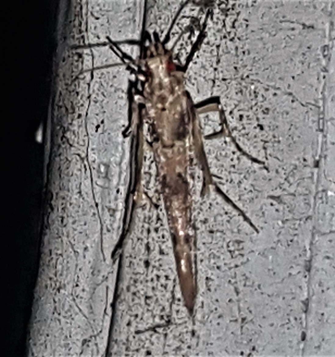 Anatrachyntis rileyi (Walsingham, 1882)