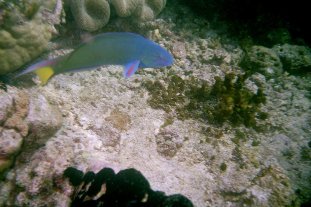 Moon Wrasse from Tufi Dive Resort, Oro Province, Tufi 246, Papua New ...