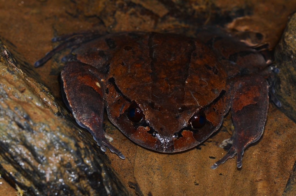 Hairy Frog from Mayoko, CG-NI, CG on October 9, 2012 at 02:25 PM by ...