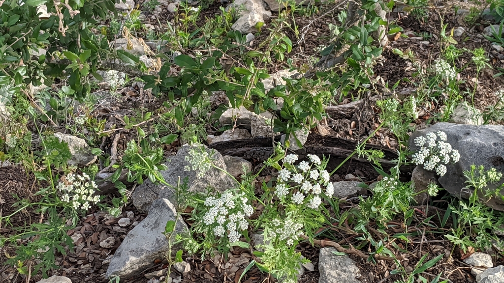 poison hemlock from Canyon Lake, TX 78133, USA on June 27, 2020 at 04: ...