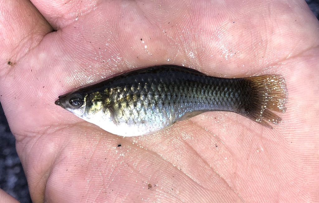 Amazon Molly (Poecilia formosa) - Marine Life Identification