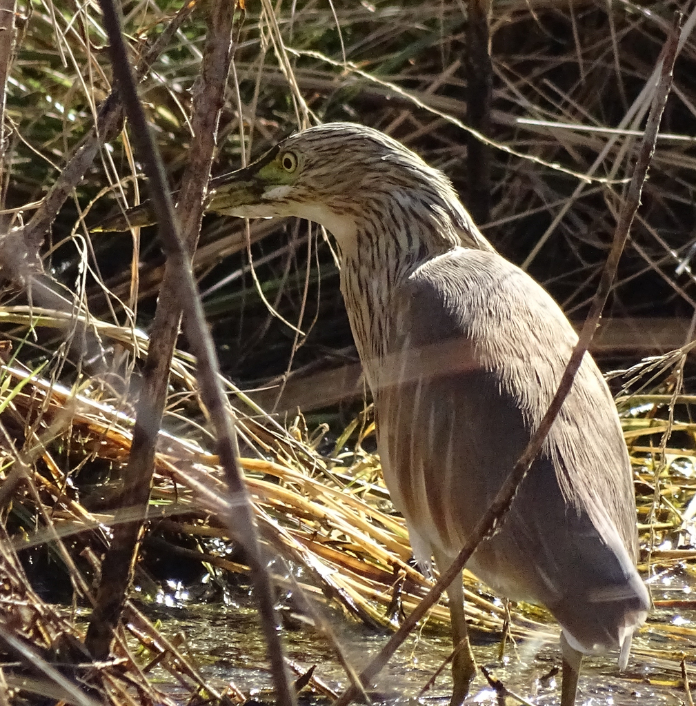 Squacco Heron from Avis Dam, Windhoek, Namibia on June 28, 2020 at 02: ...