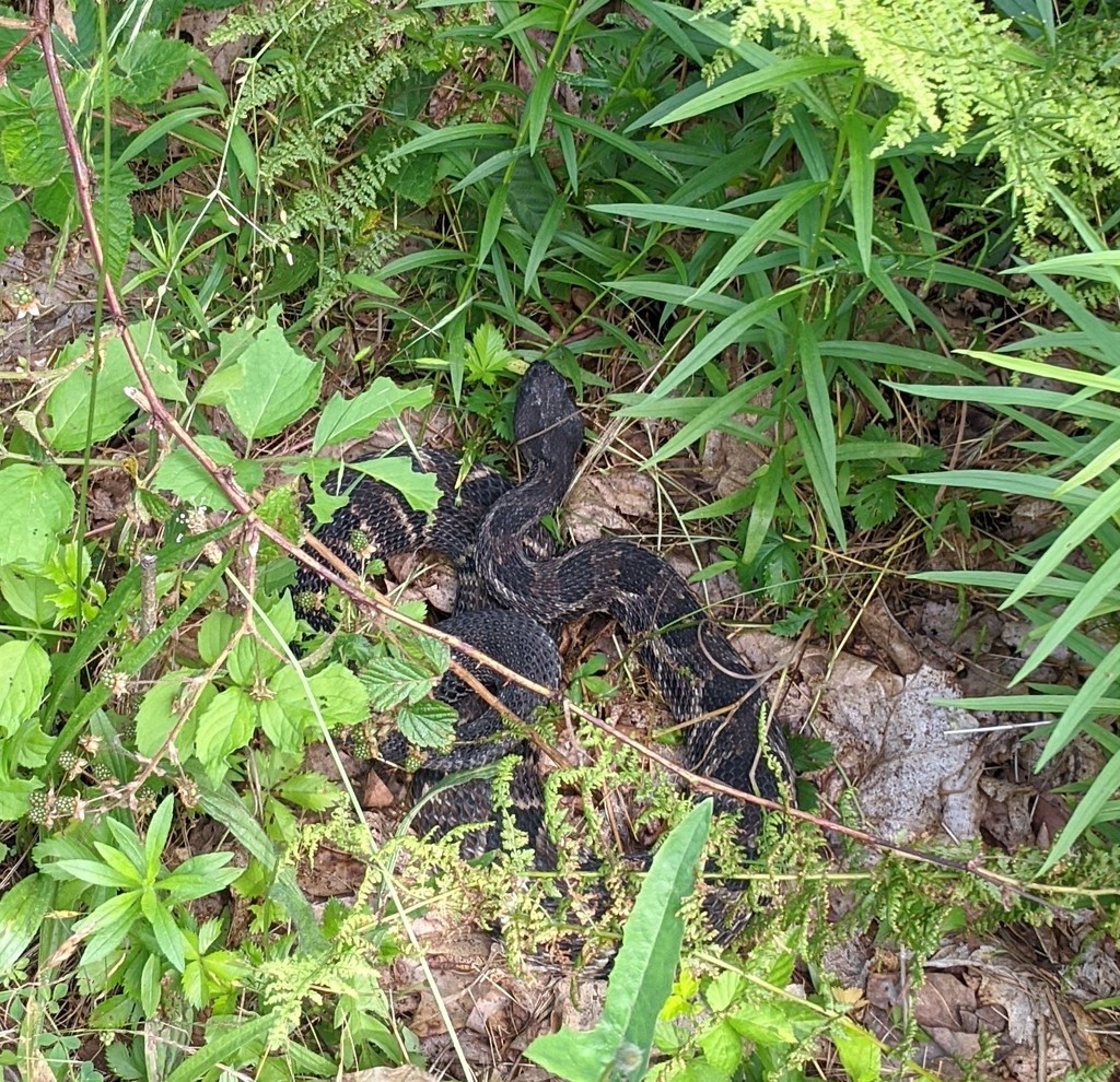Timber Rattlesnake in June 2020 by Bernard Brown. Near roadway and we ...