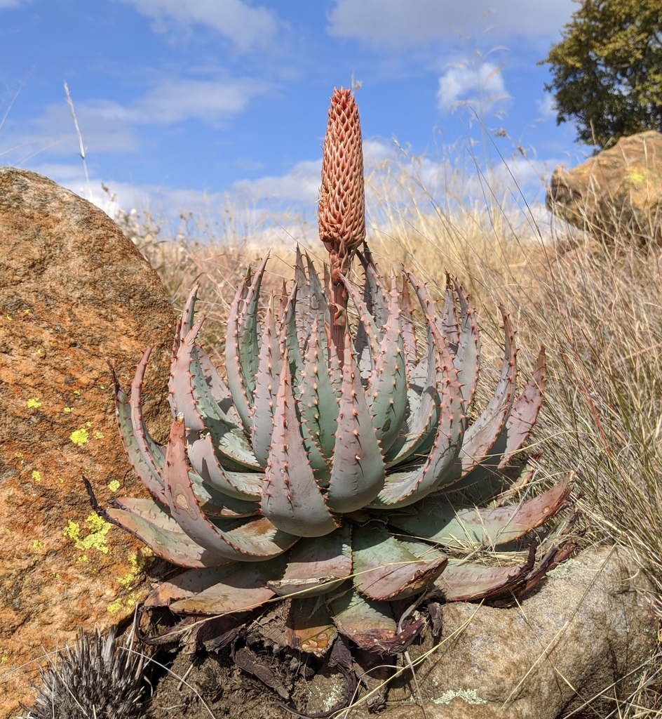 Turks Aloe in June 2020 by hermanviviers · iNaturalist