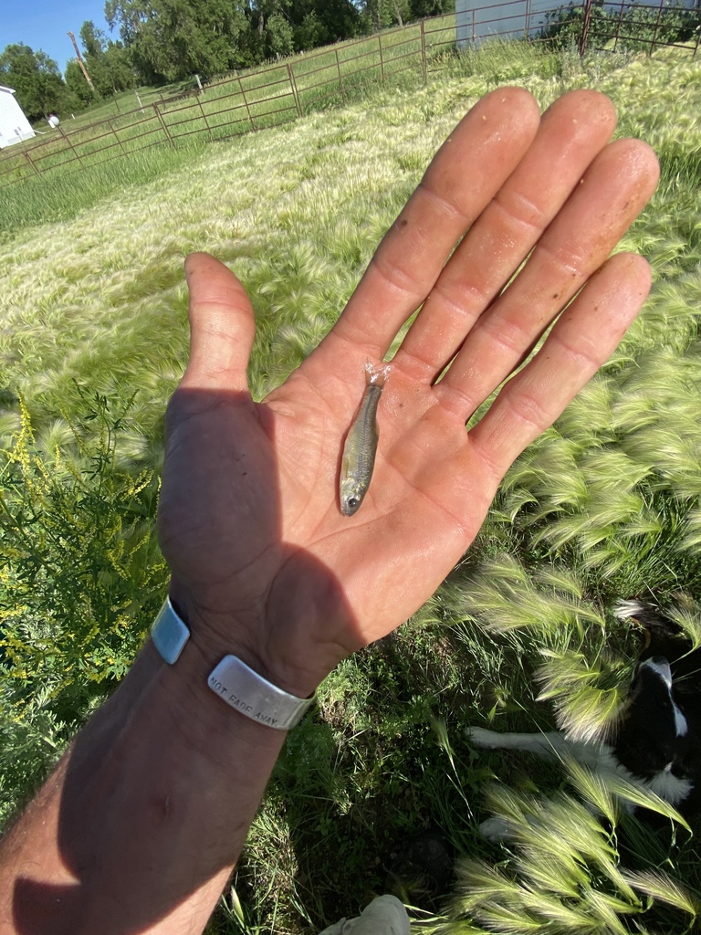 Fathead Minnow from Bowdle, SD, US on June 28, 2020 at 09:31 AM by ...