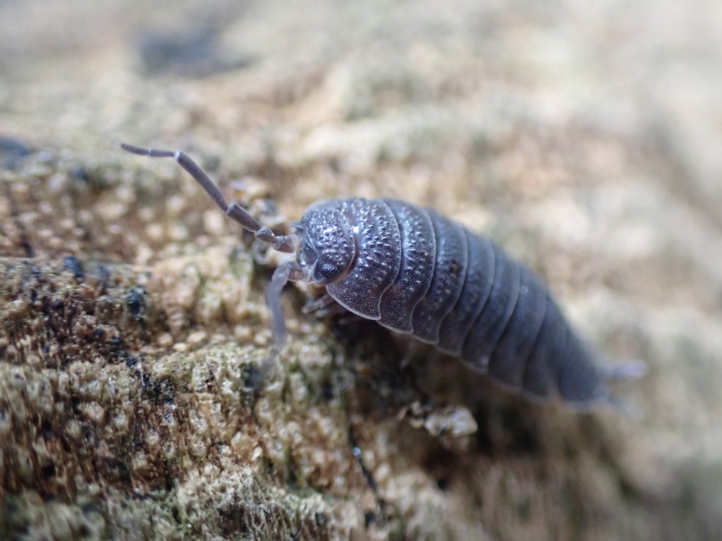Common Rough Woodlouse from Katwijk aan Zee, Netherlands on June 27 ...