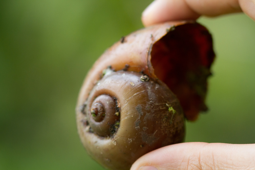 Apple Snail (GTM Research Reserve Mollusc Guide) · iNaturalist
