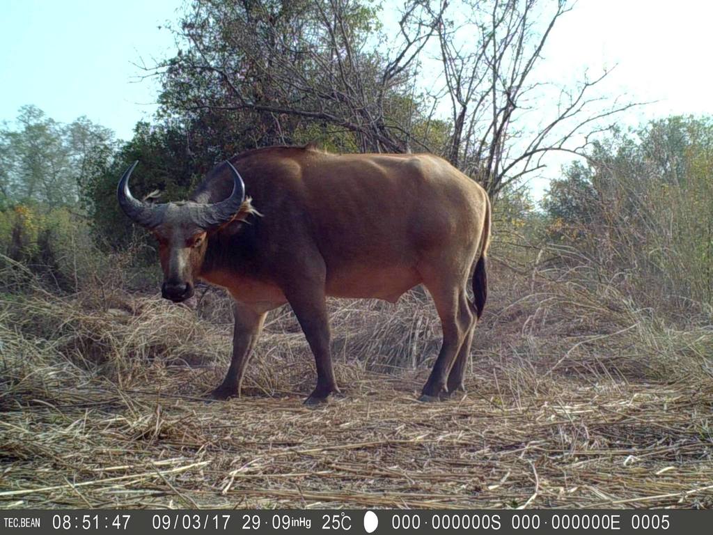 Sudanese Buffalo in March 2017 by ONG OeBenin · iNaturalist