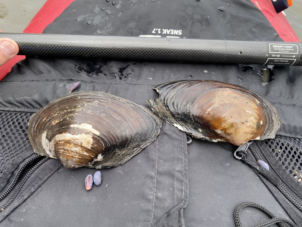 Giant Floater Mussel from Calhoun County, IL, USA on June 27, 2020 at ...