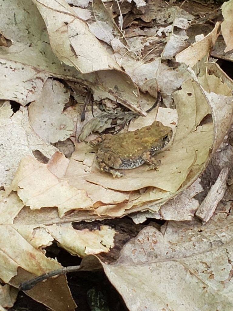 American Toad from Undefined location on June 28, 2020 at 10:07 AM by ...