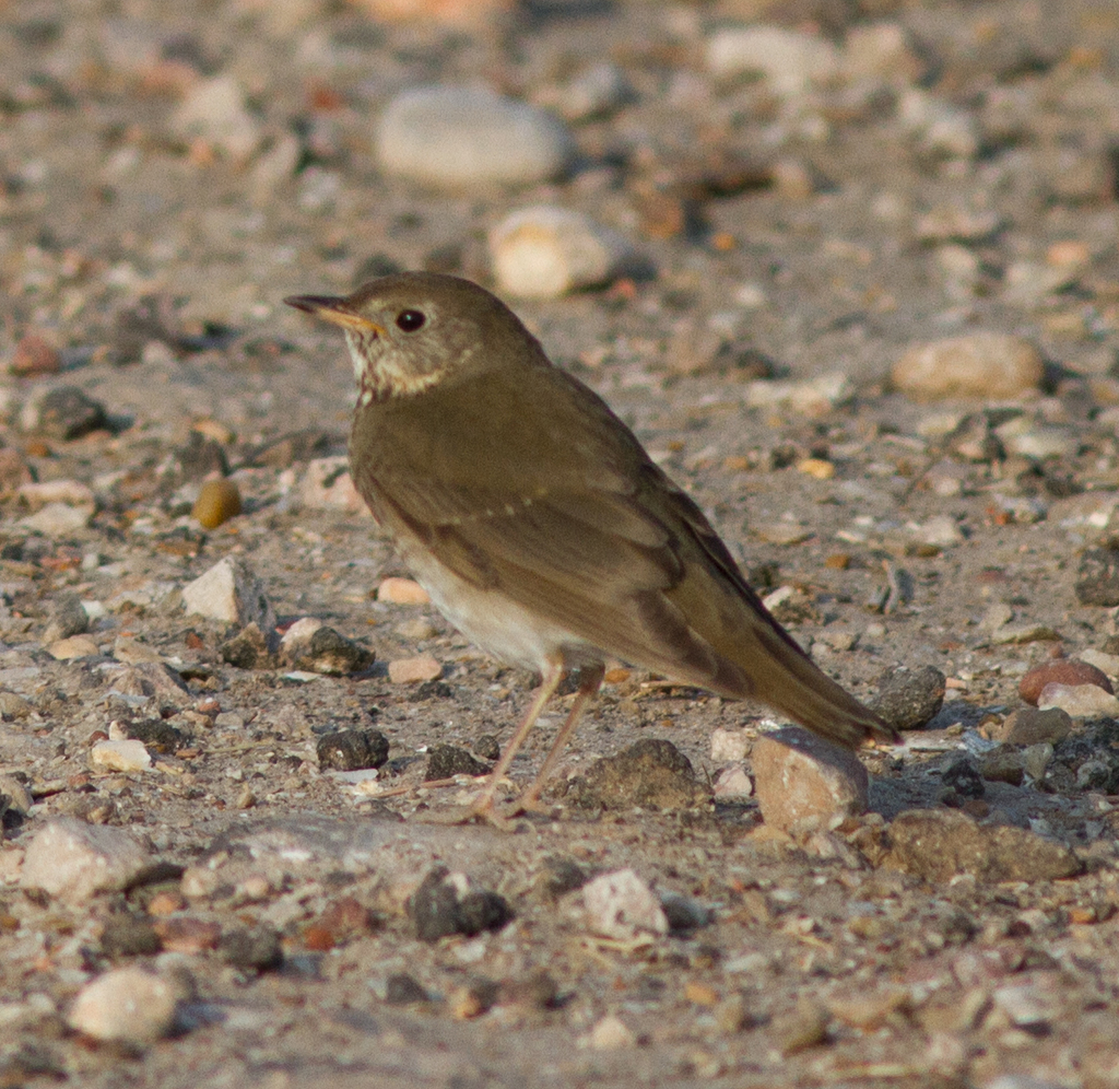 Gray-cheeked Thrush (Birds of Alabama) · iNaturalist
