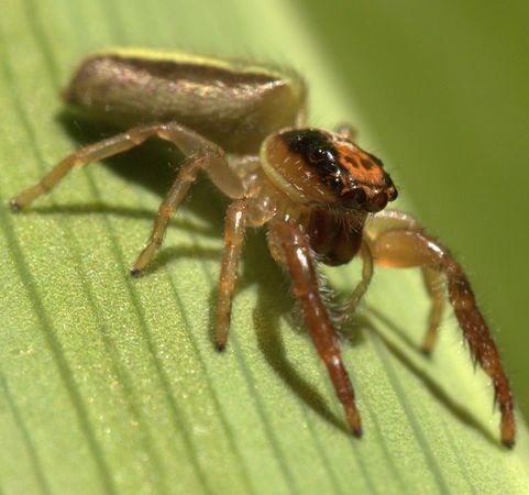 Black-headed Jumping Spider from 101 Glenmore Street, Kelburn ...