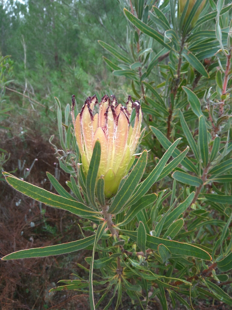 Burchell's sugarbush from Witzenberg Local Municipality, South Africa ...