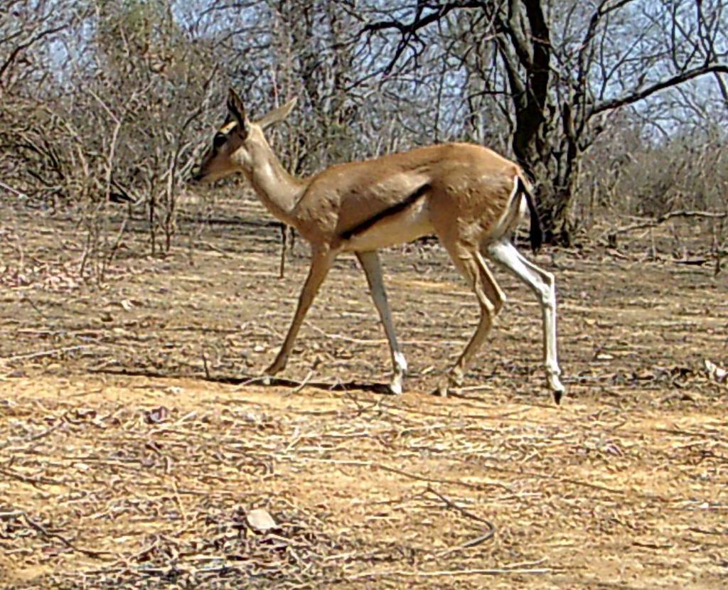 Red-fronted Gazelle (Eudorcas rufifrons) - Know Your Mammals