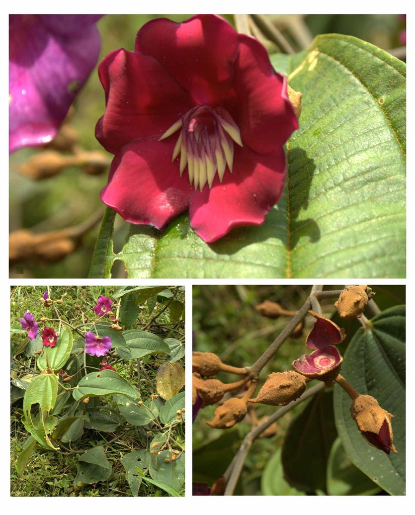 Meriania silverstonei from El Cairo, Valle del Cauca, Colombia on May ...