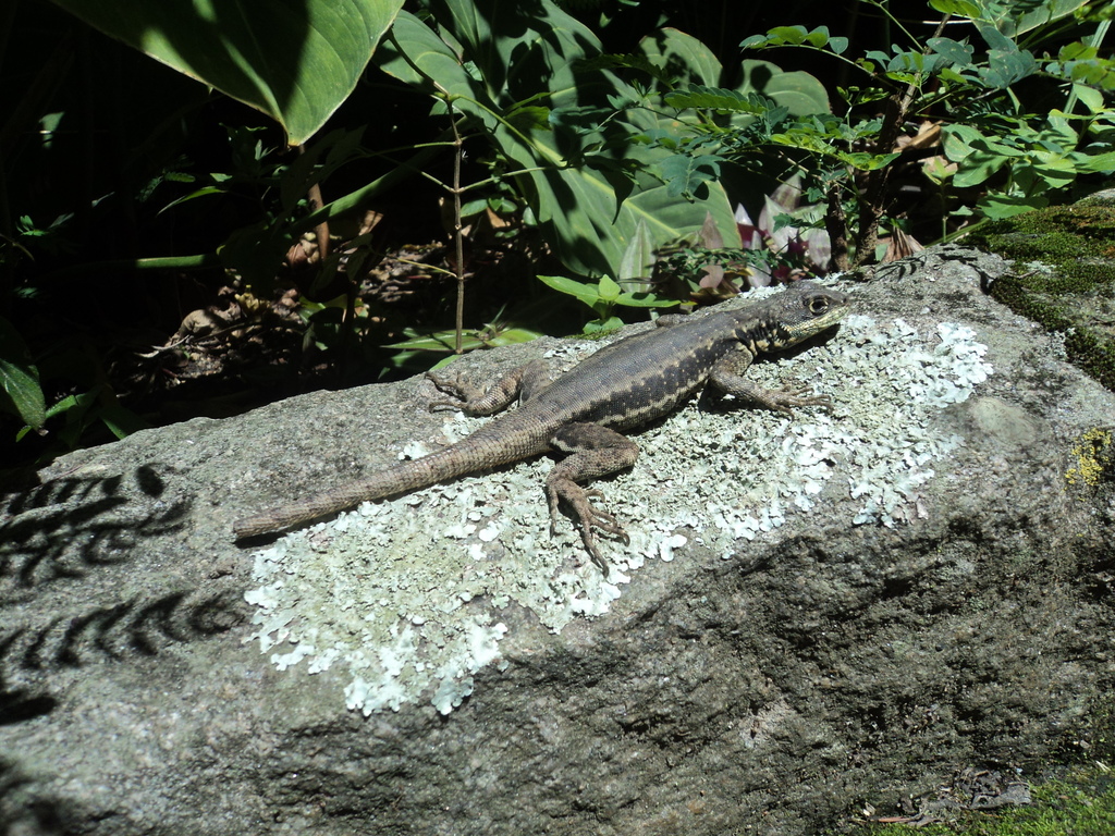 Amazon Lava Lizard from Cantagalo, State of Rio de Janeiro, Brazil on ...