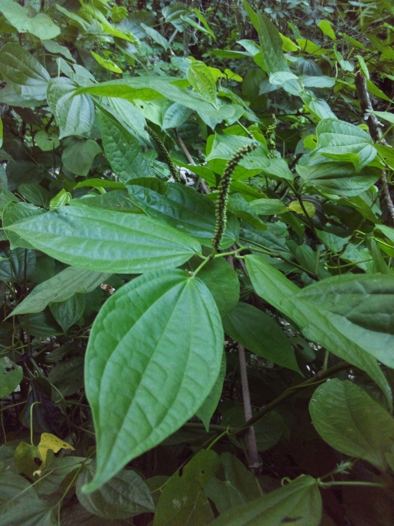 jaborandi-manso from Paraiso, DO-BH, DO on June 25, 2020 at 04:22 PM by ...
