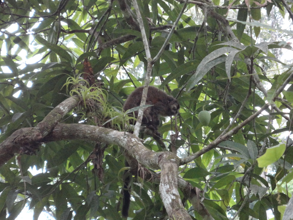 Panamanian Night Monkey (Aotus zonalis) - Know Your Mammals
