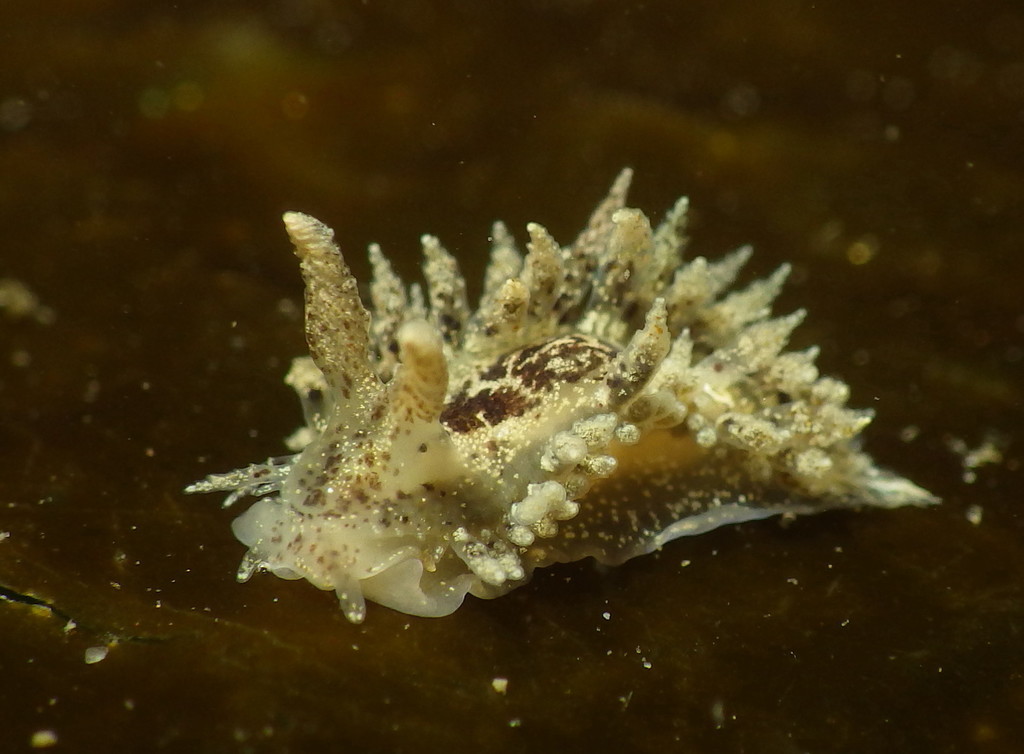 Ringed Janolus (Sea Slugs - Nudibranchs of California) · iNaturalist