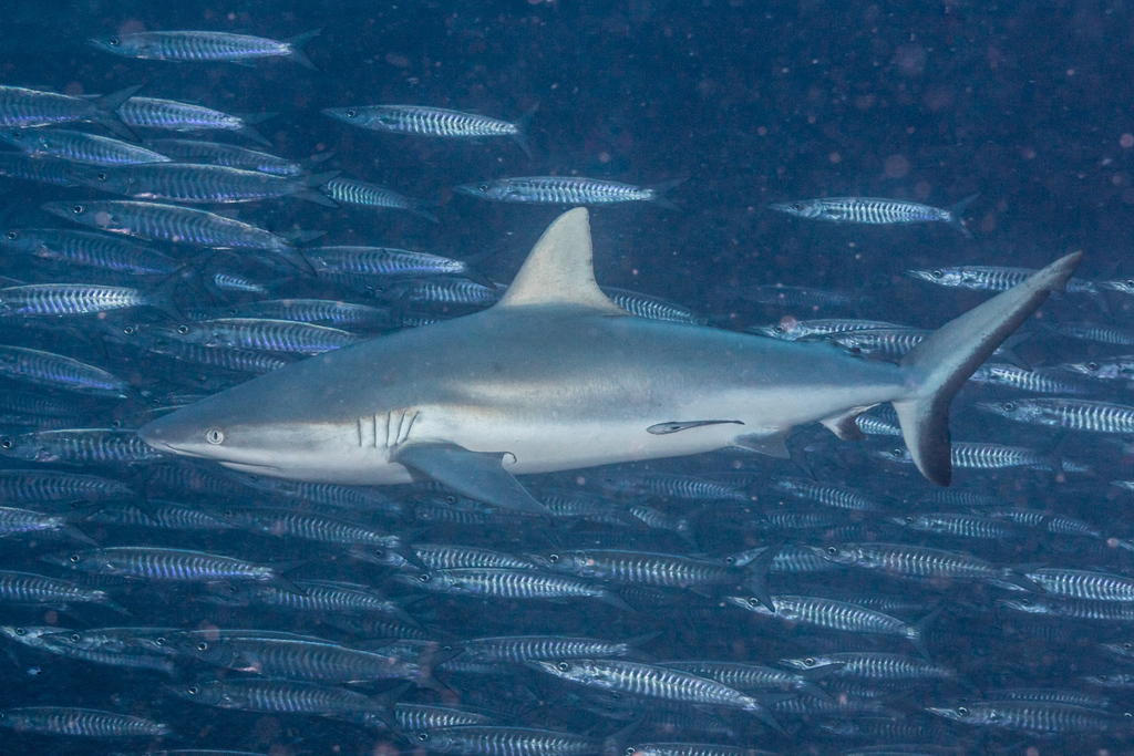 Typical Requiem Sharks (Carcharhinus) - Marine Life Identification