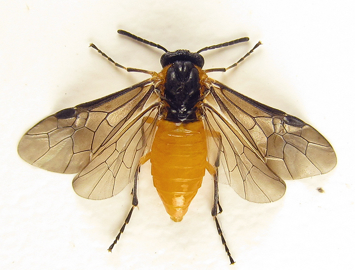 Shady Tigress from Орехово-Зуевский р-н, Московская обл., Россия on ...