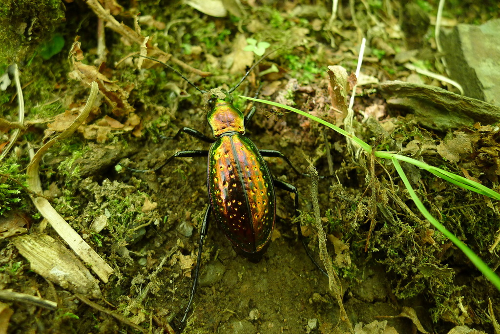 Carabus rutilans (Carabidae Parte 2 Carabos de Europa) · iNaturalist