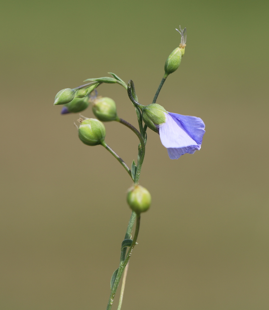 Flax Family (Linaceae) - Botanical Realm