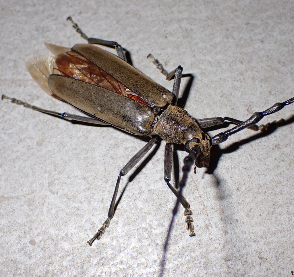 Neocerambyx raddei from Koseicho, Okazaki, Aichi 444-0052, Japão on ...