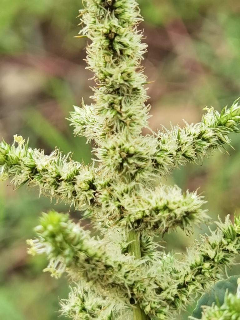 spiny amaranth (Amaranthus spinosus) - Botanical Realm