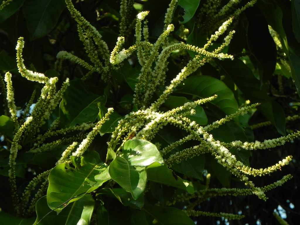 (Coccoloba) - Botanical Realm