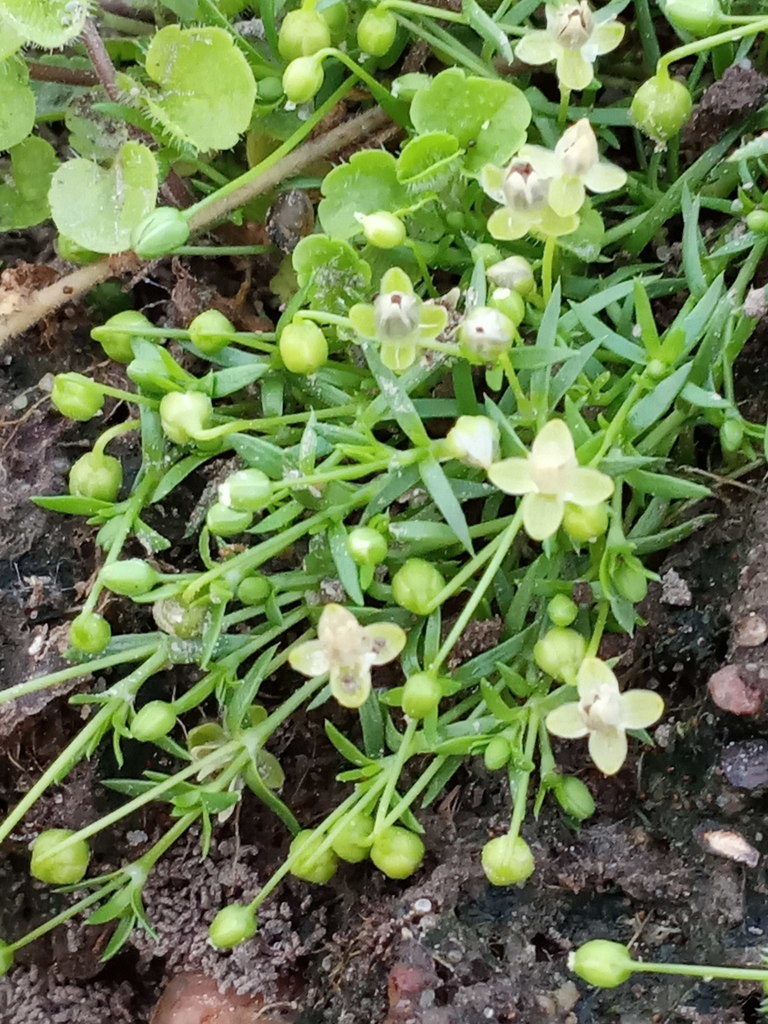 Procumbent Pearlwort (Introduced Species of Uplands Park, Oak Bay, BC ...