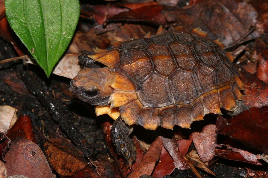 Eroded Hingeback Tortoise from Madingo-Kayes, Conkouati, CG-KO, CG on ...