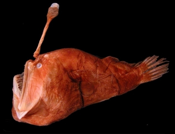 (Melanocetus) - Marine Life Identification