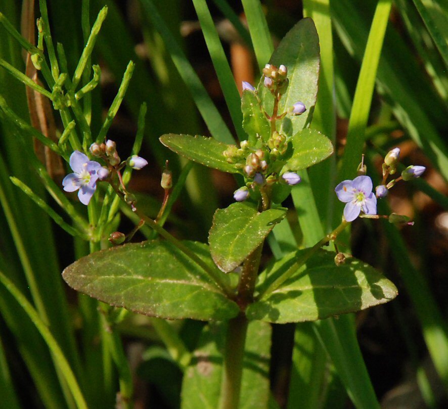American brooklime (Plants of Arkansas Headwaters Recreation Area ...