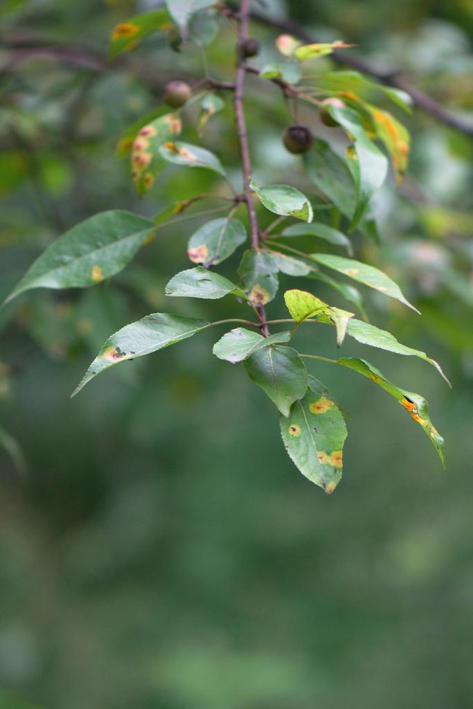 Himalayan Pear (mayal) (Flora of Chandragiri) · iNaturalist