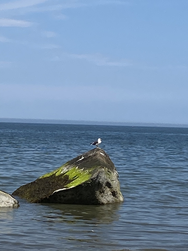 Great Black-backed Gull from Caumsett State Historic Park Preserve ...