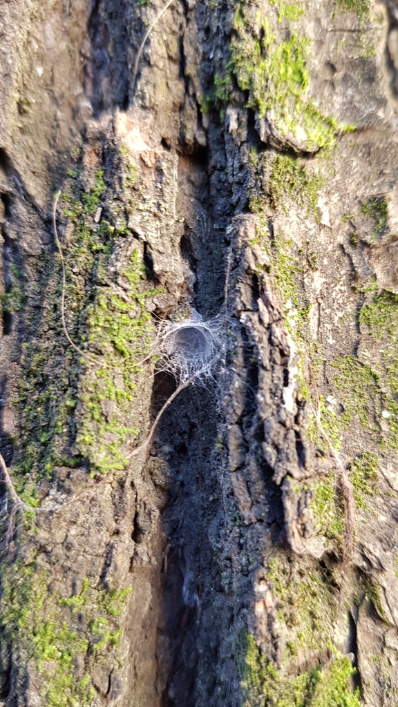 Tube-web Spiders from Lavalleja 73, C1414 CABA, Argentina on June 28 ...