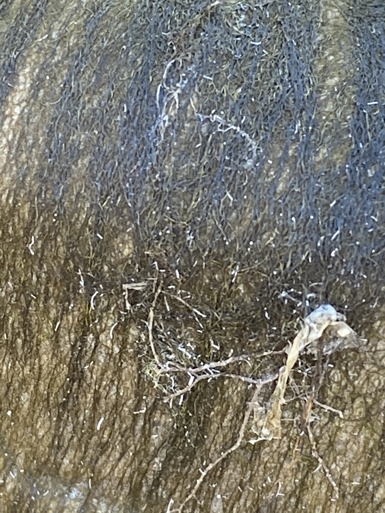 Chromulinales from Huntington Bay, Lloyd Harbor, NY, US on June 28 ...