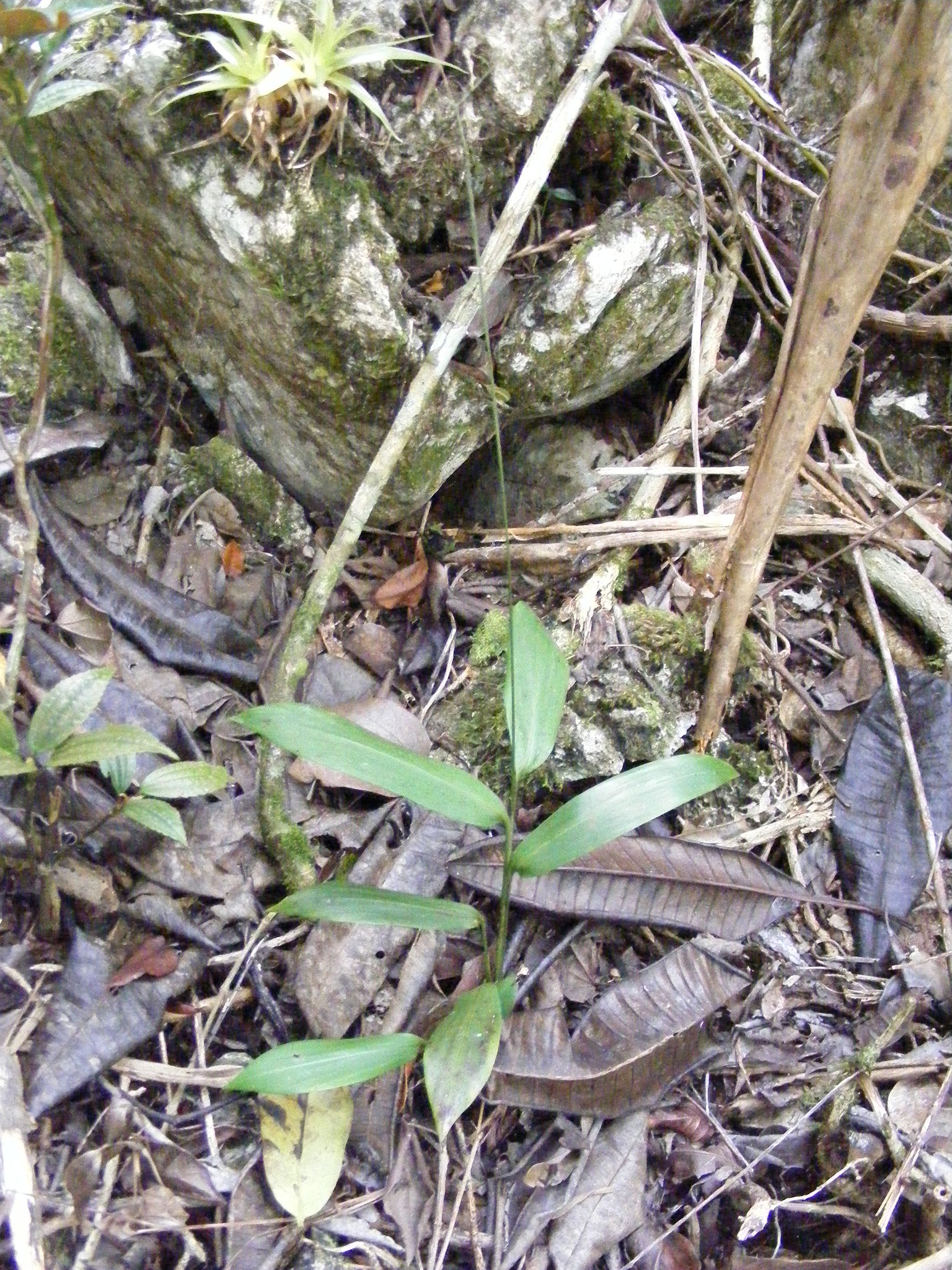 Pharus lappulaceus Aubl.