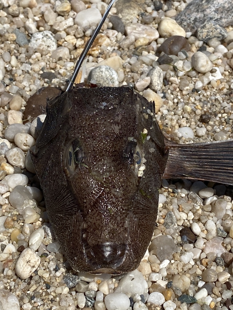 Striped Searobin from Huntington Bay, Lloyd Harbor, NY, US on June 28 ...