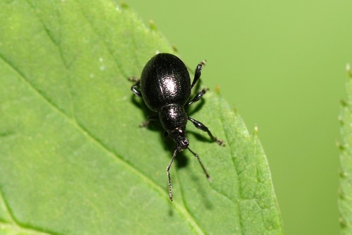 Otiorhynchus laevigatus · iNaturalist