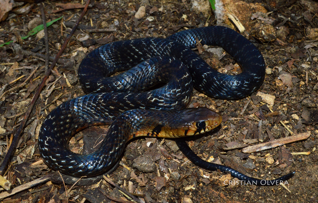 Colubrine Snakes (Colubrinae) - Snakes and Lizards