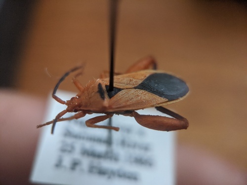 Thlastocoris laetus · iNaturalist