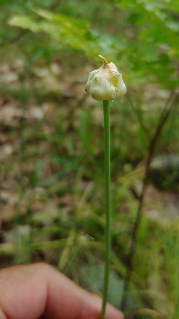 Canadian Meadow garlic from Buckhorn, ON K0L 1J0, Canada on June 23 ...