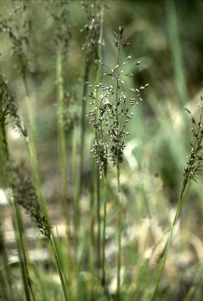 Pine Dropseed (Plants of Eleven Mile State Park) · iNaturalist