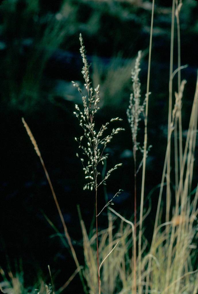 Pine Dropseed (Plants of Mueller State Park) · iNaturalist