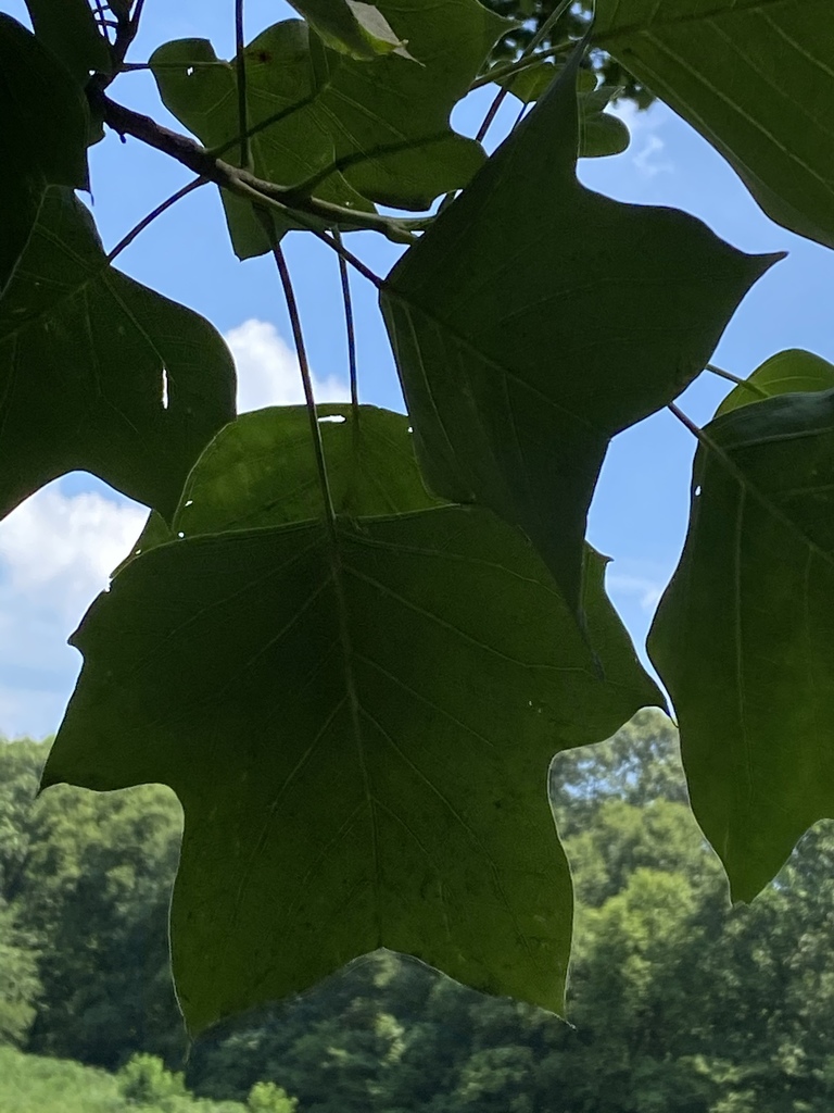 tulip tree from Caumsett State Historic Park Preserve, Lloyd Harbor, NY ...