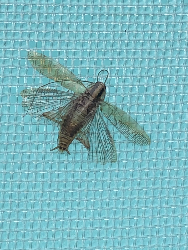 German Cockroach from Arnett Mill Rd, Tifton, GA, US on June 28, 2020 ...